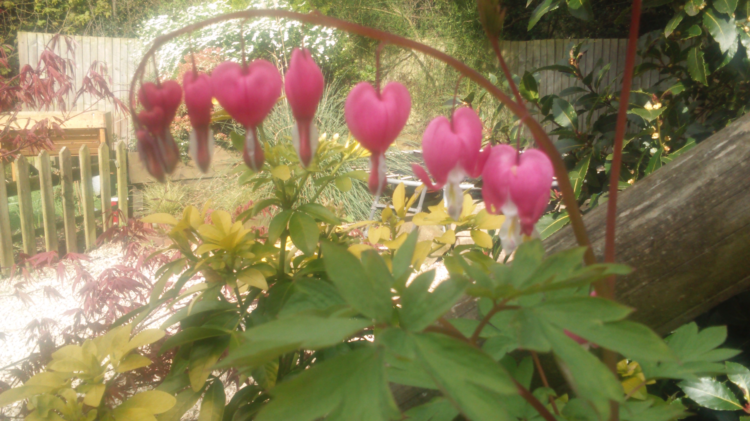 Bleeding hearts – Crochet blog